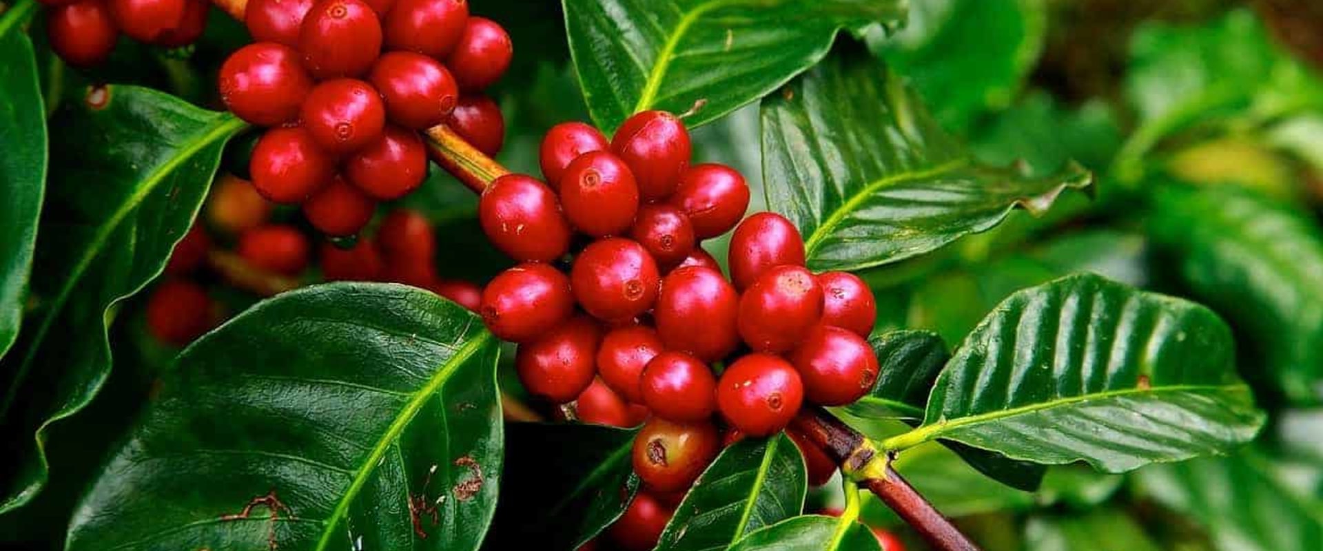 Where do coffee beans grow?