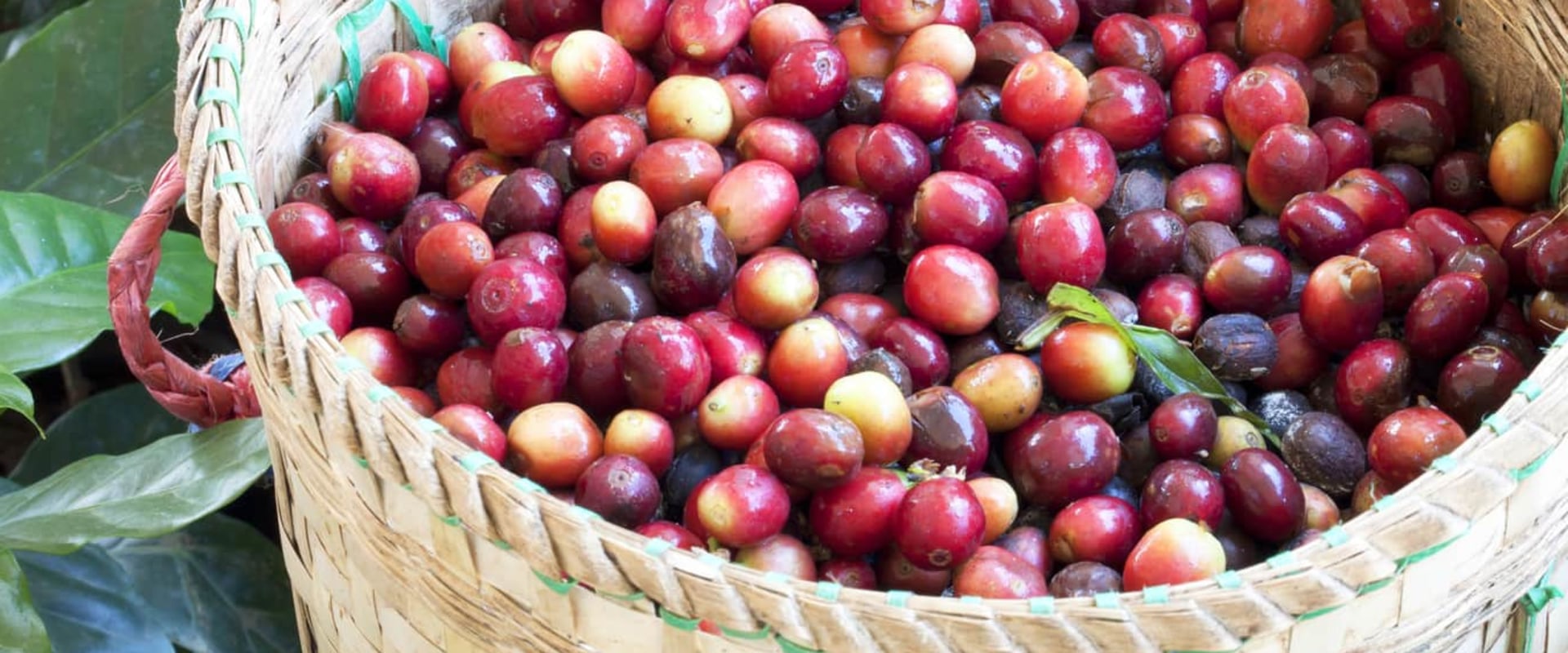 Where do coffee beans come from?